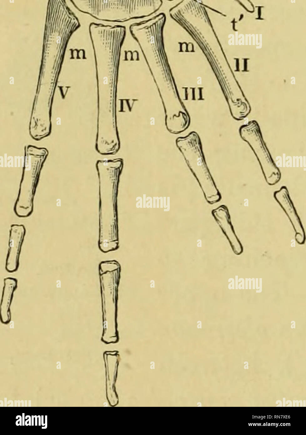 Frog Hand Bones A Prehistoric Tragedy? 8000 Ancient Frog Bones