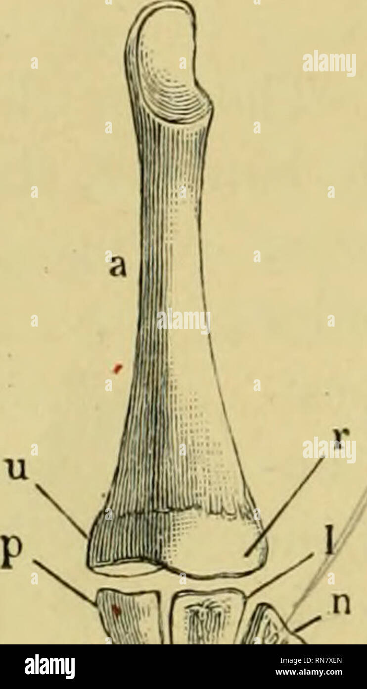 . The anatomy of the frog. Frogs -- Anatomy; Amphibians -- Anatomy. 44 ...