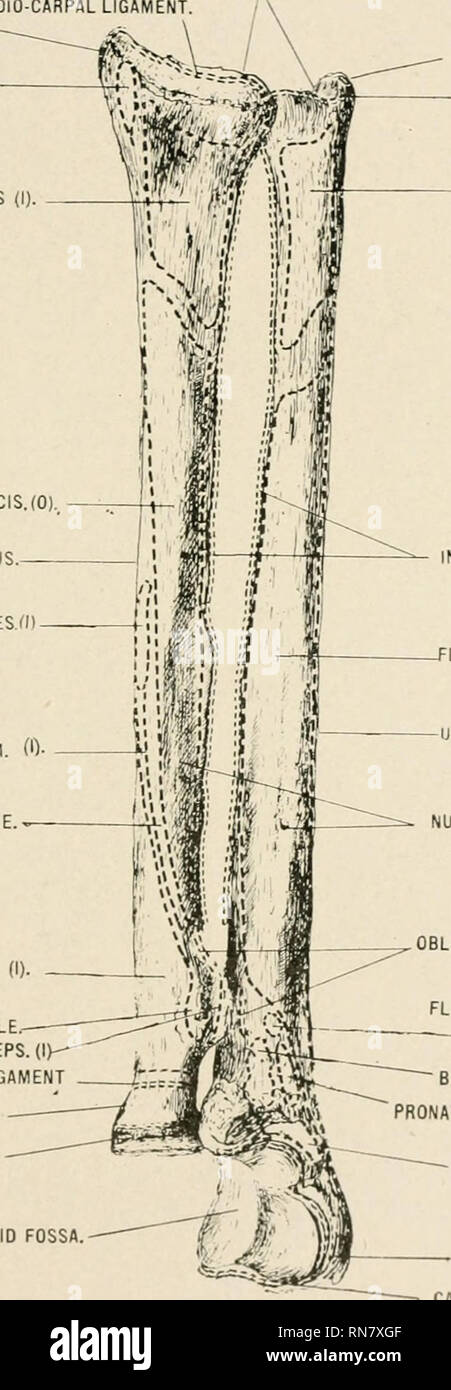 Anterior oblique line of radius hi-res stock photography and images - Alamy