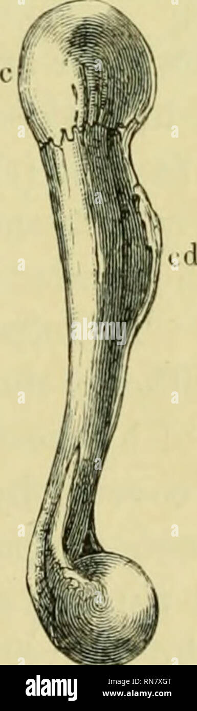 . The anatomy of the frog. Frogs -- Anatomy; Amphibians -- Anatomy ...