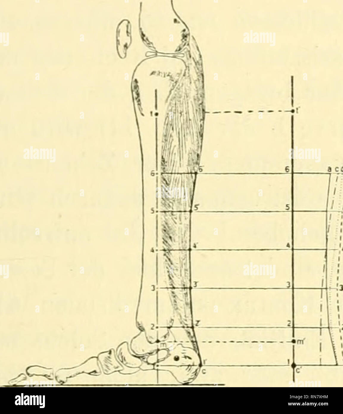 Triceps surae hi-res stock photography and images - Alamy