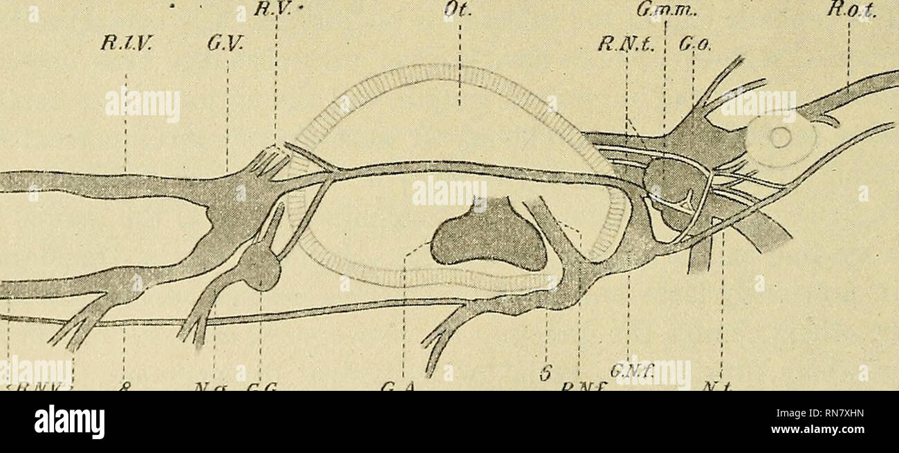 . The anatomy of the central nervous system of man and of vertebrates ...