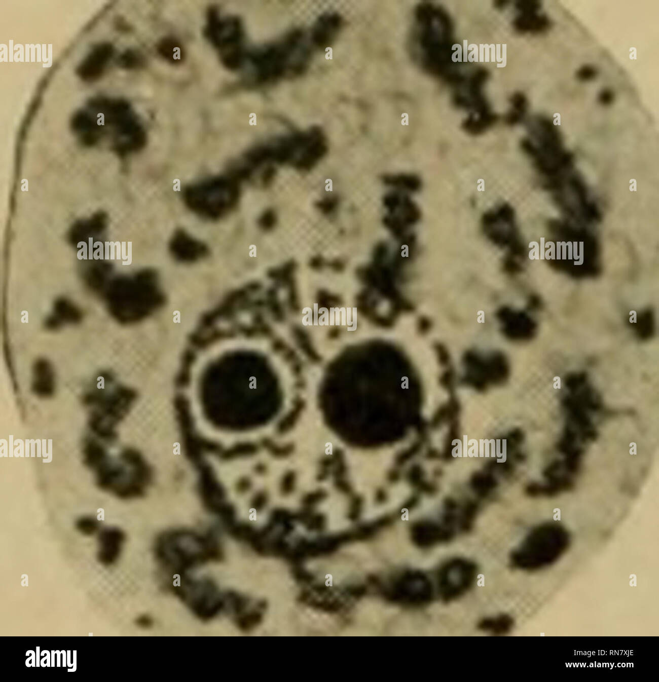 Stenophora hi-res stock photography and images - Alamy