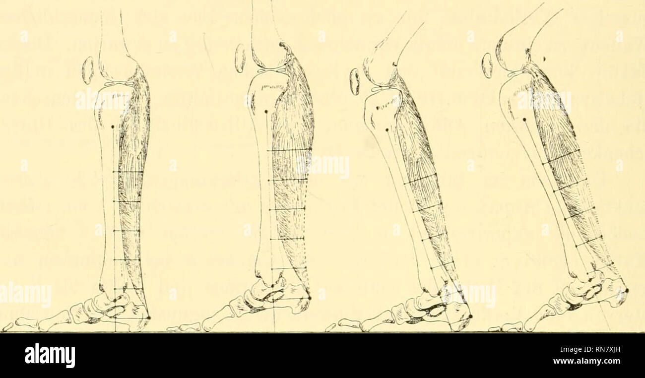 Spannkraft hi-res stock photography and images - Alamy