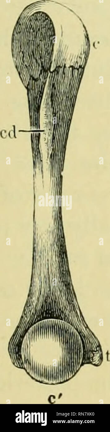 . The anatomy of the frog. Frogs -- Anatomy; Amphibians -- Anatomy. THE ...