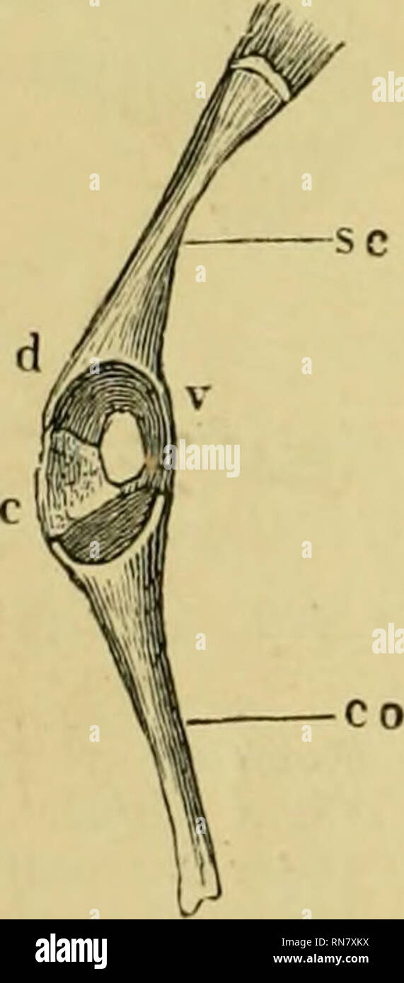 . The anatomy of the frog. Frogs -- Anatomy; Amphibians -- Anatomy ...