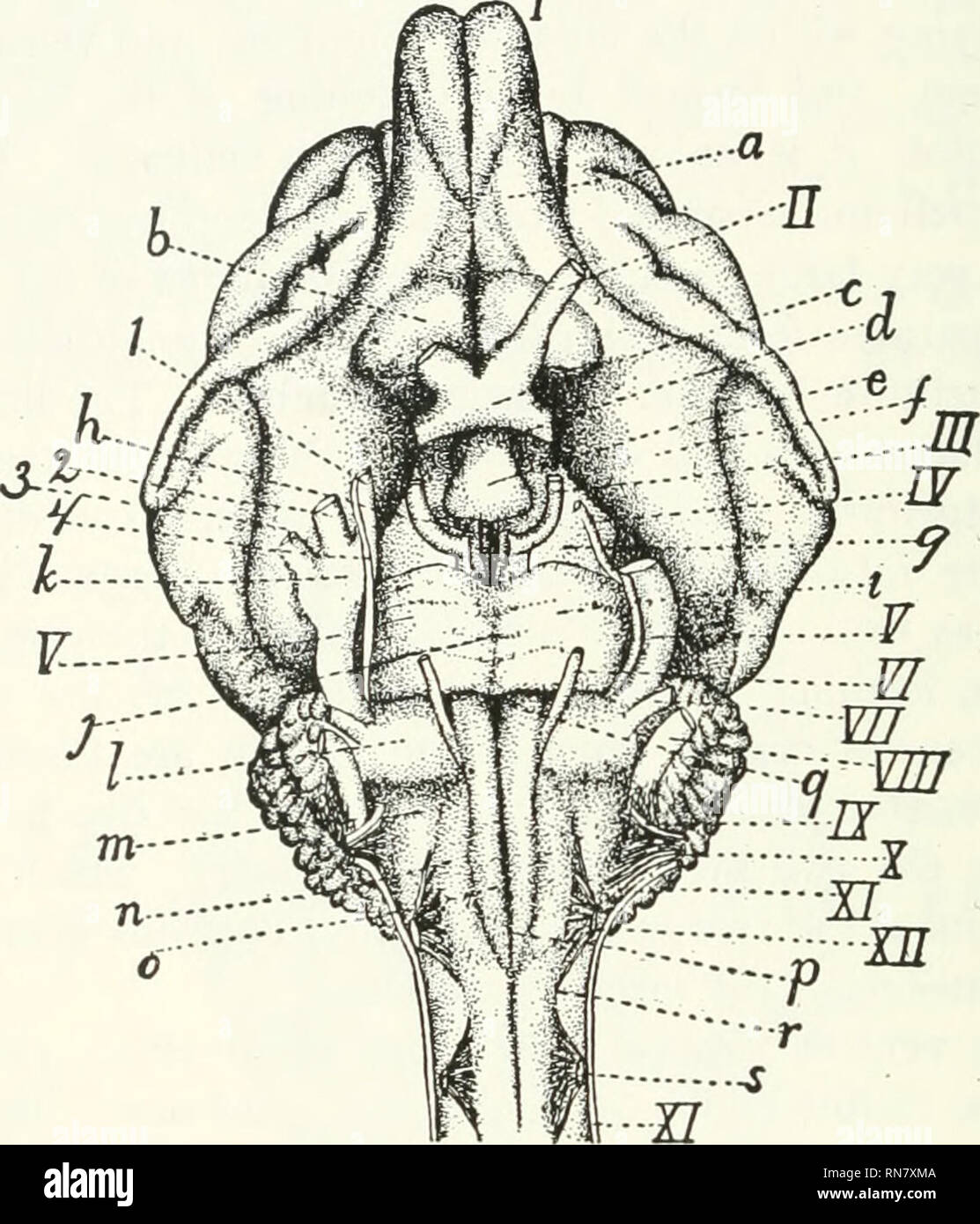 Ventral View Of Brain With Cranial Nerves