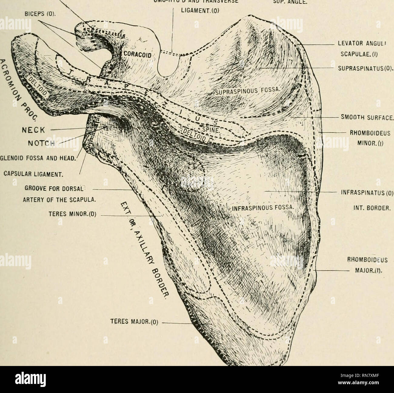 . Anatomy in a nutshell : a treatise on human anatomy in its relation ...