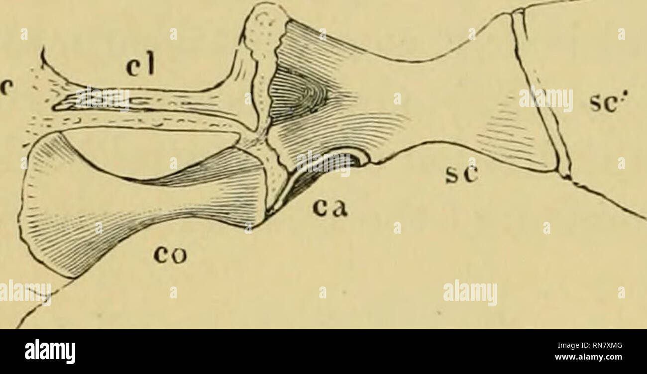 . The anatomy of the frog. Frogs -- Anatomy; Amphibians -- Anatomy. 40 ...