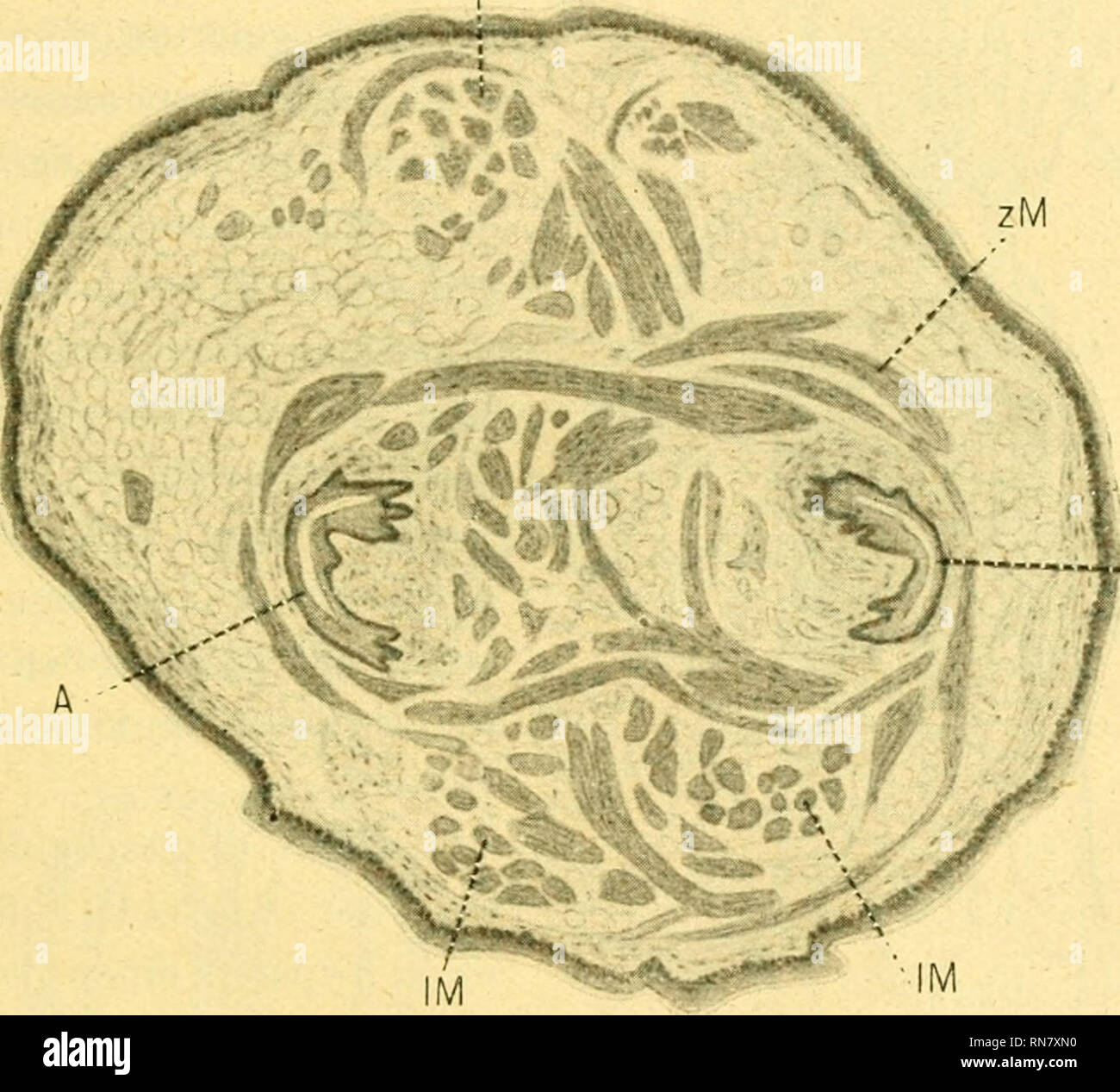 Fettgewebe Stock Photos & Fettgewebe Stock Images - Alamy