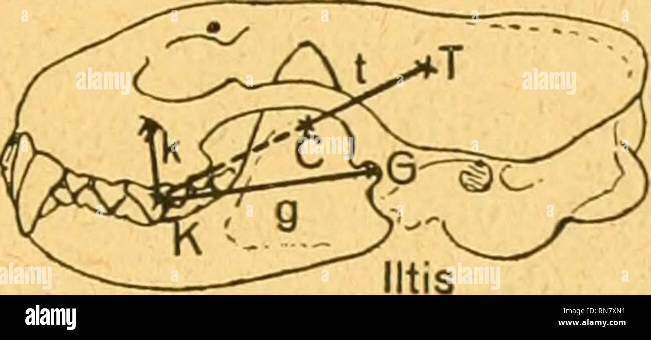 . Anatomischer Anzeiger. Anatomy, Comparative; Anatomy, Comparative ...