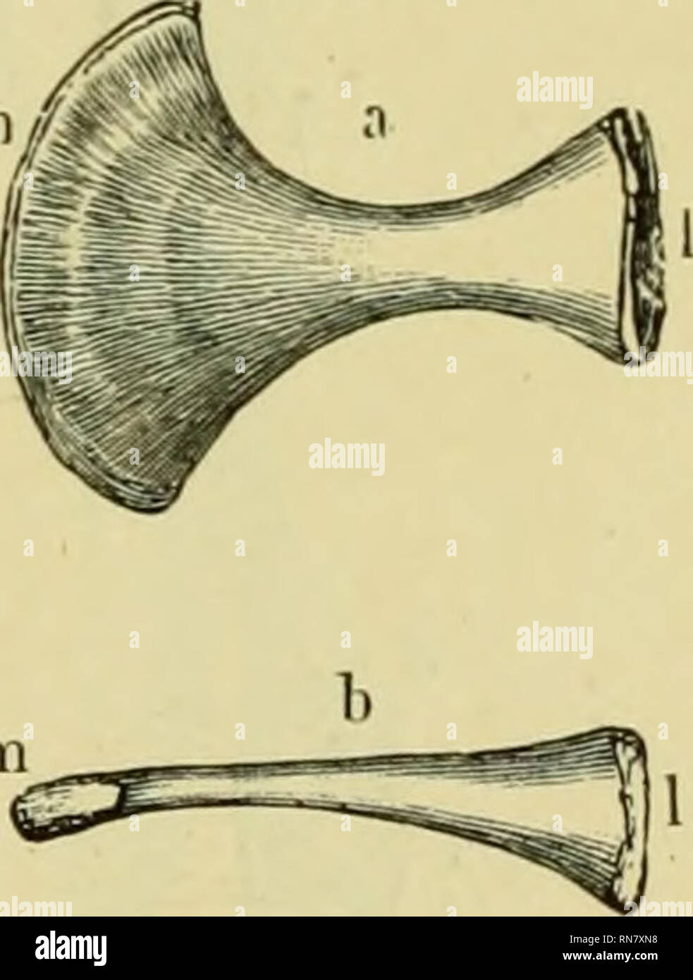 . The anatomy of the frog. Frogs -- Anatomy; Amphibians -- Anatomy. THE ...
