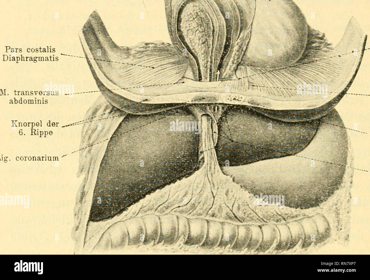 . Anatomischer Anzeiger. Anatomy, Comparative; Anatomy, Comparative ...
