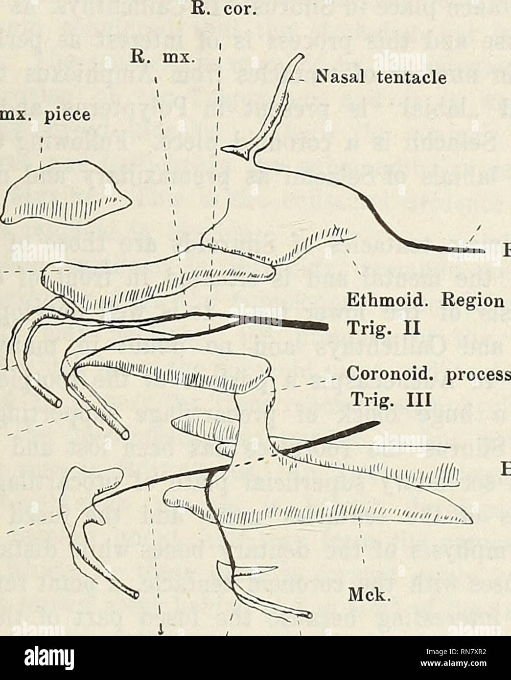 . Anatomischer Anzeiger. Anatomy, Comparative. 355 from the ethmoid ...