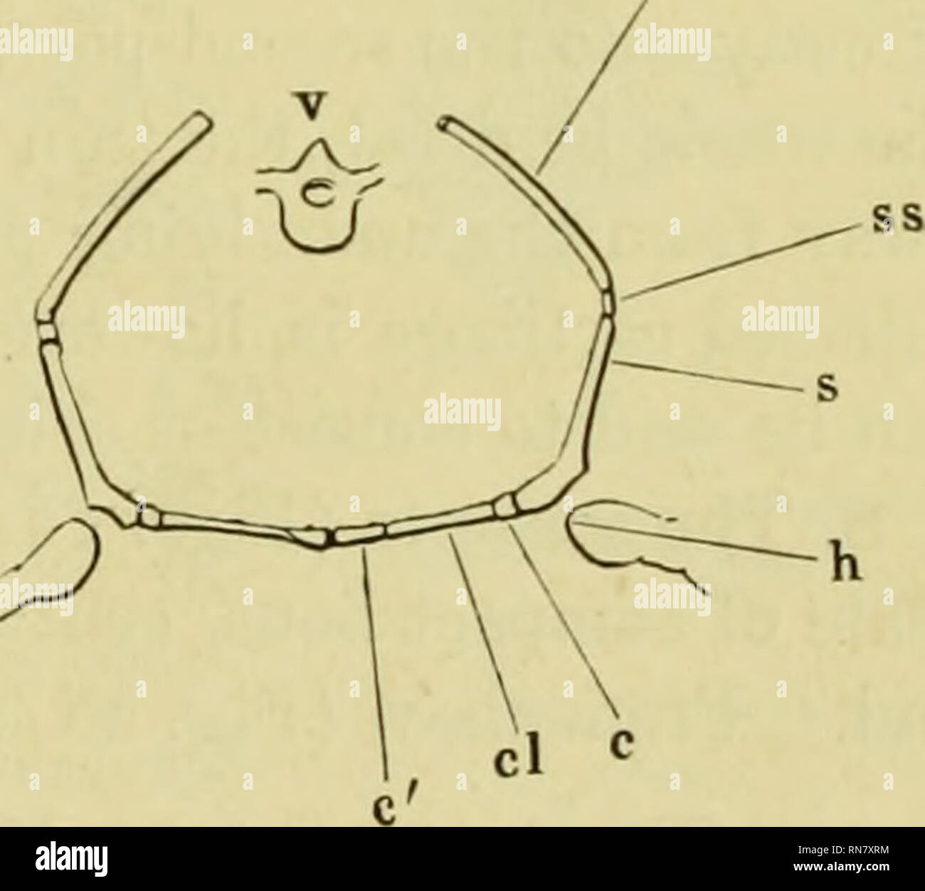 . The anatomy of the frog. Frogs -- Anatomy; Amphibians -- Anatomy. THE ...