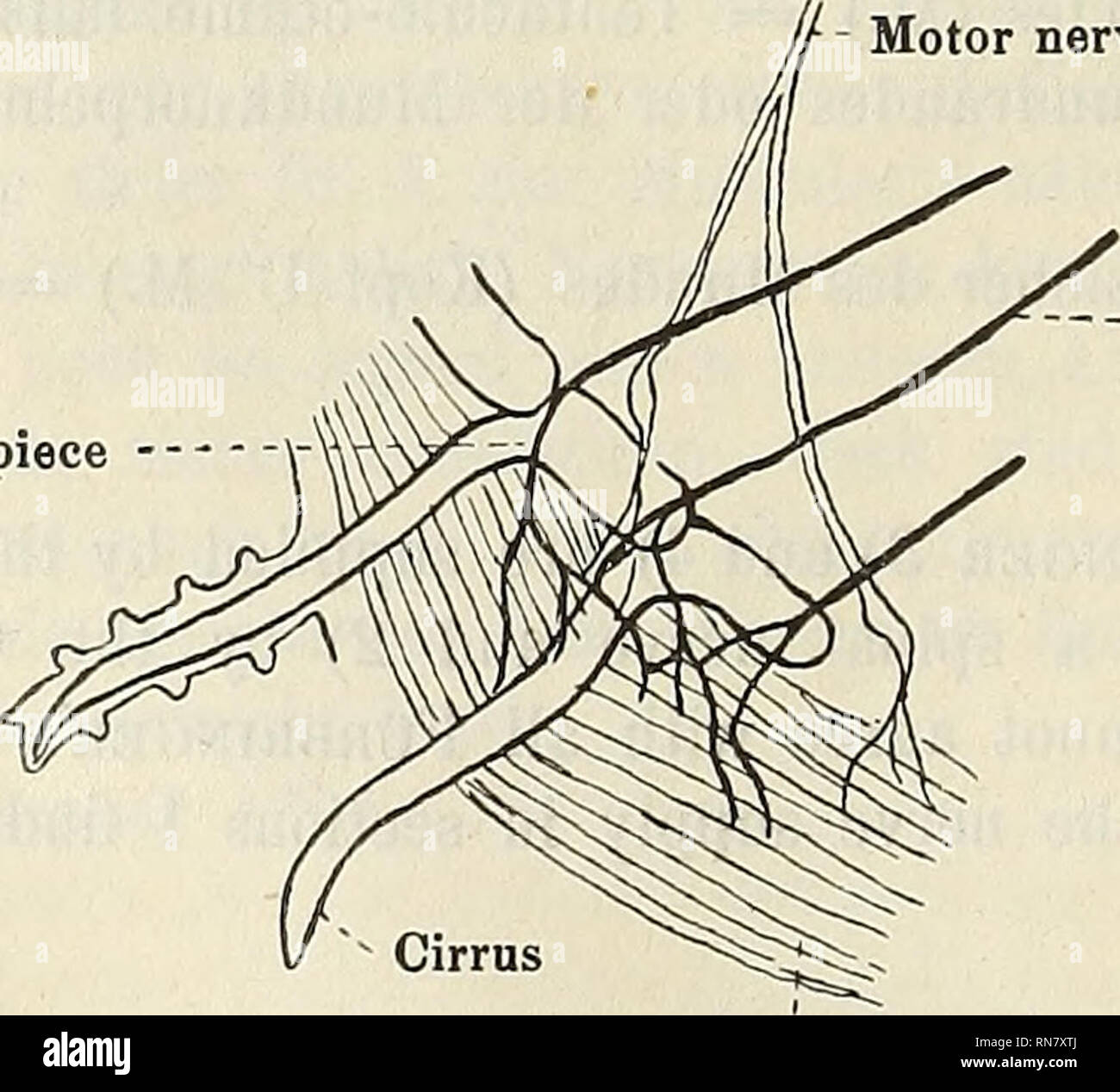 Myxine High Resolution Stock Photography and Images - Alamy