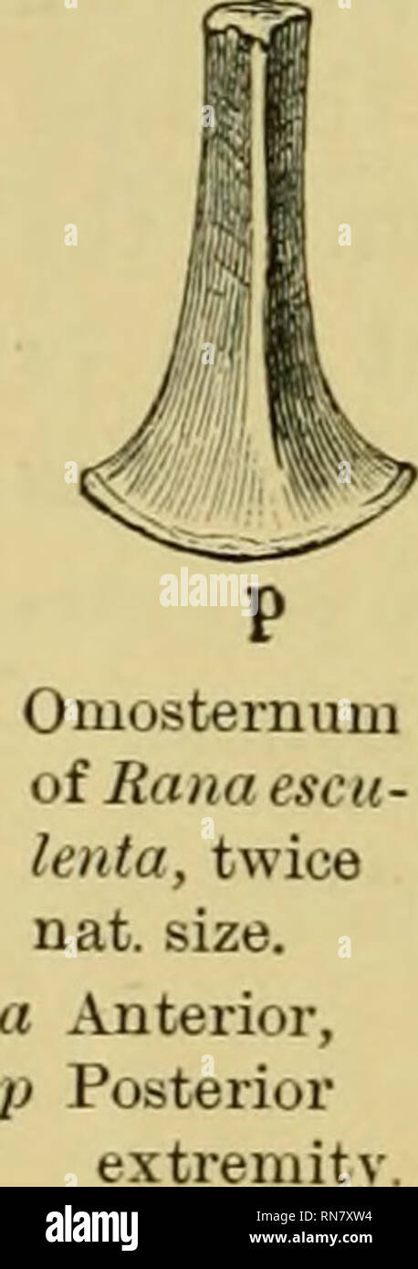 . The anatomy of the frog. Frogs -- Anatomy; Amphibians -- Anatomy. 36 ...