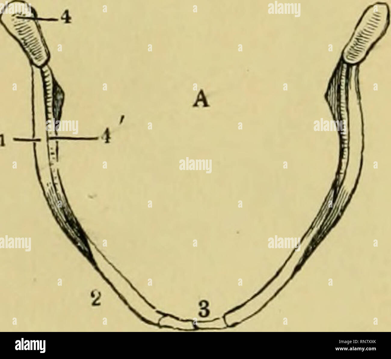 . The anatomy of the frog. Frogs -- Anatomy; Amphibians -- Anatomy. 34 ...