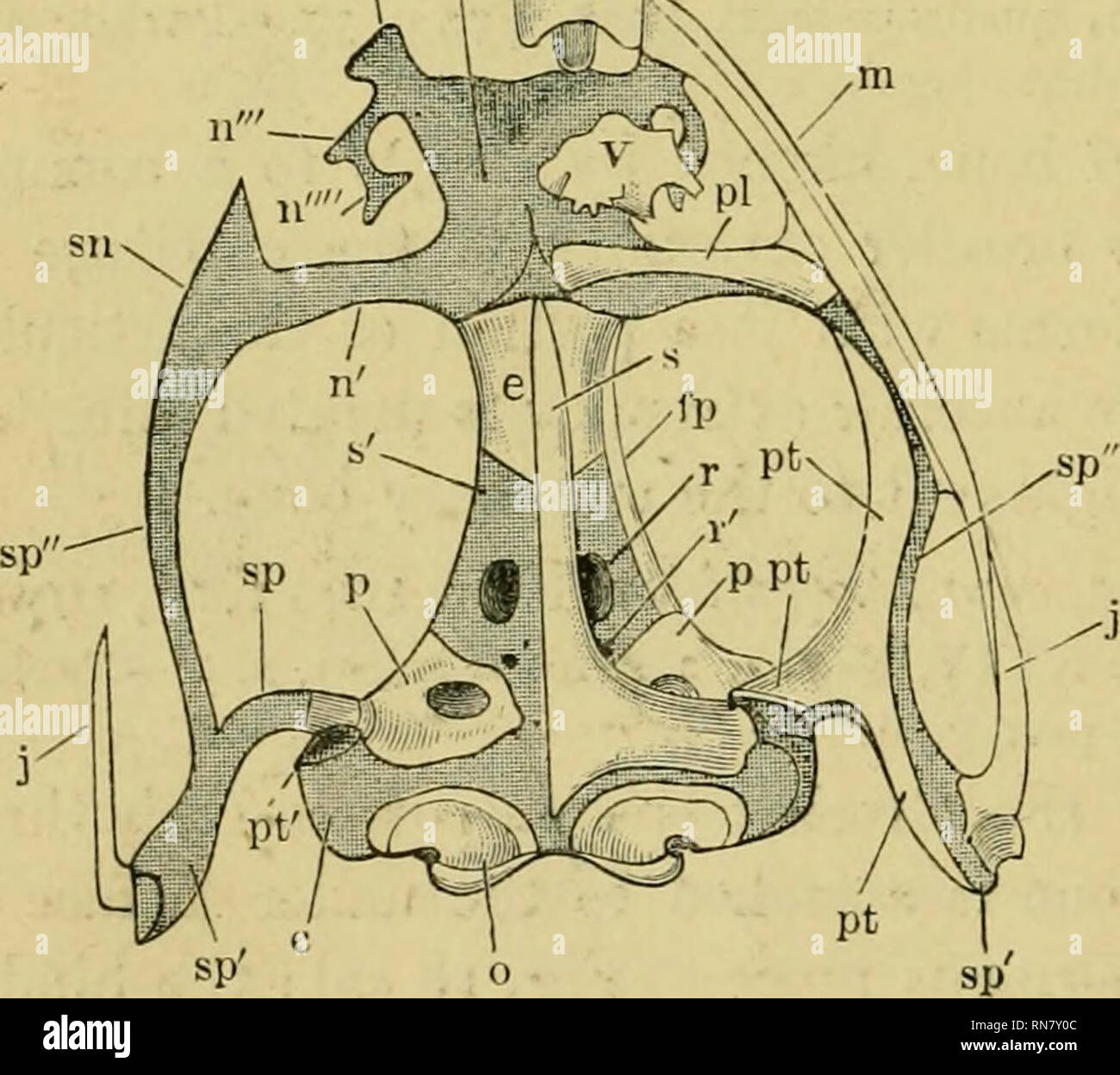 . The anatomy of the frog. Frogs -- Anatomy; Amphibians -- Anatomy ...