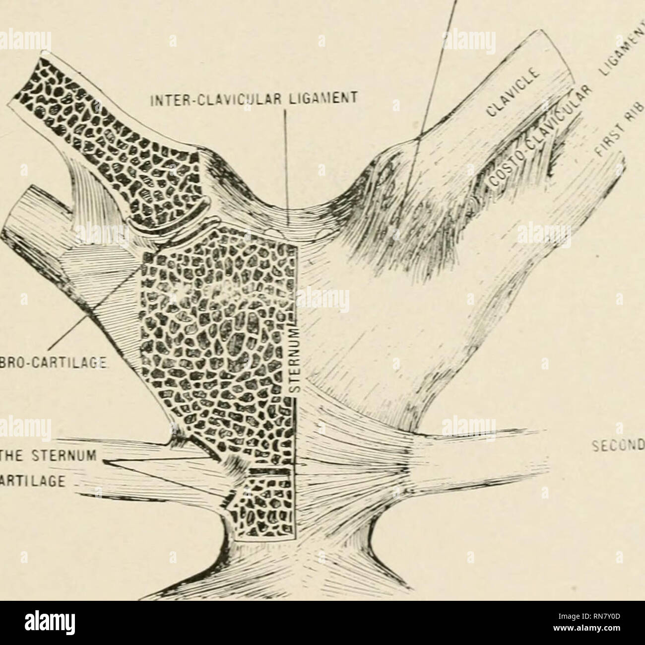 . Anatomy in a nutshell : a treatise on human anatomy in its relation ...