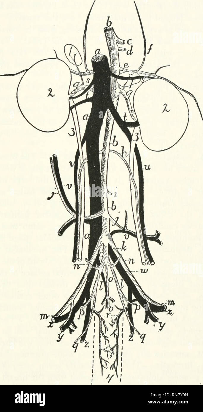 Vena iliaca interna hi-res stock photography and images - Alamy