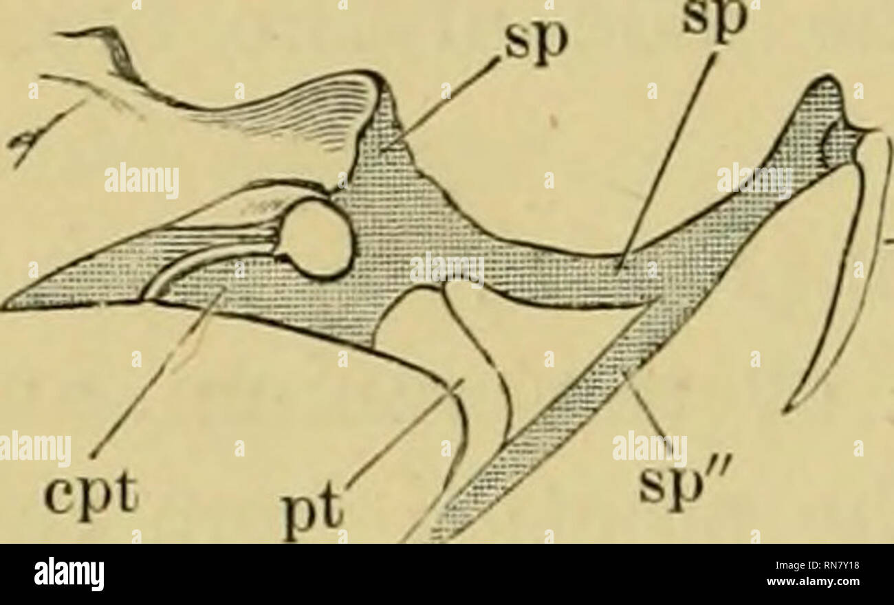. The anatomy of the frog. Frogs -- Anatomy; Amphibians -- Anatomy. 32 ...