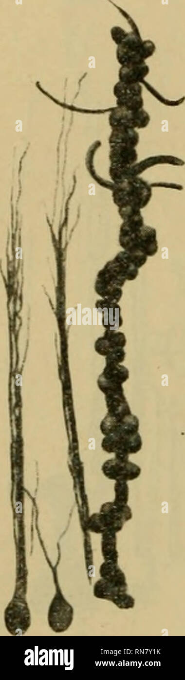 Er golgi hi-res stock photography and images - Alamy