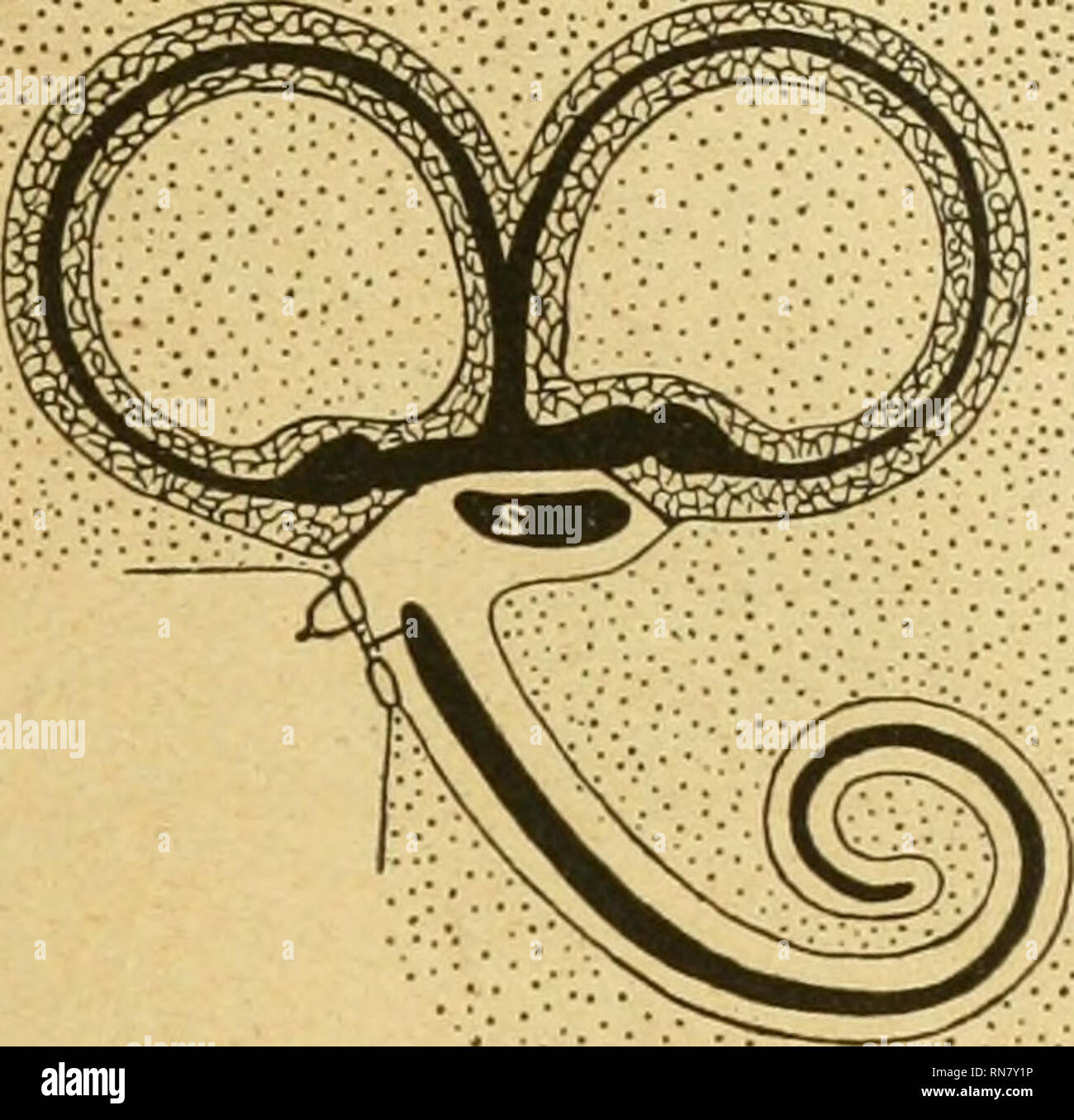 . Anatomischer Anzeiger. Anatomy, Comparative; Anatomy, Comparative ...