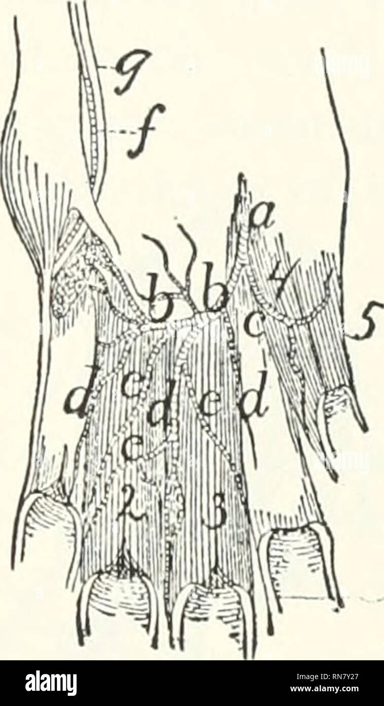 . Anatomy of the cat. Cats; Mammals. THE ARTERIES. 301 also sends ...
