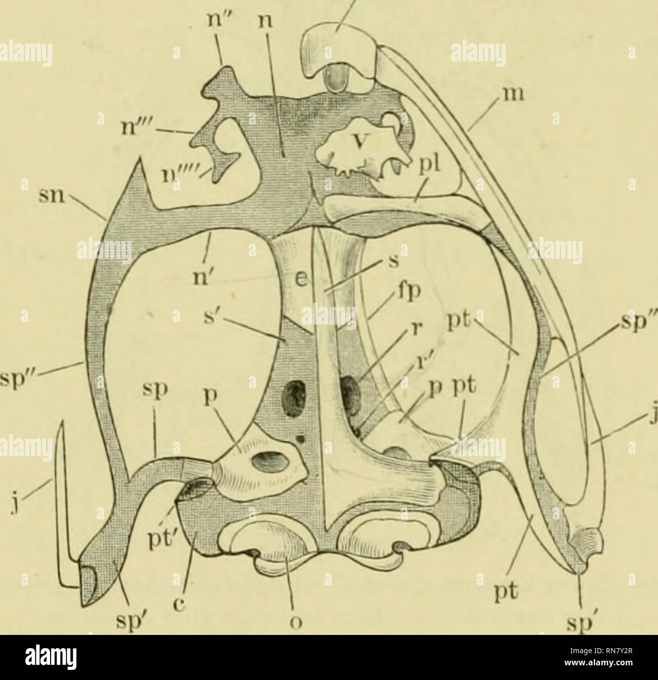 . The anatomy of the frog. Frogs -- Anatomy; Amphibians -- Anatomy. X;v*