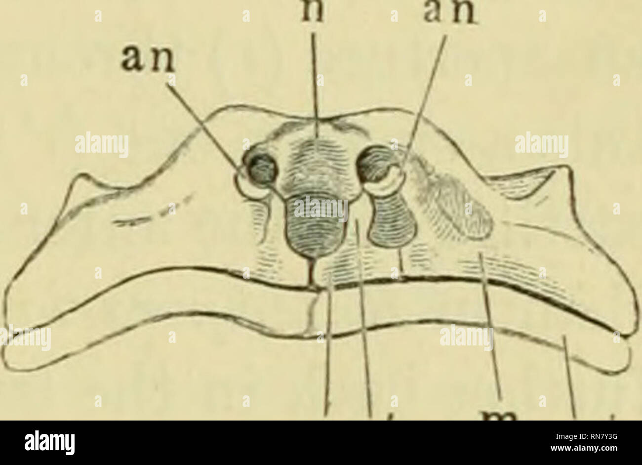 . The anatomy of the frog. Frogs -- Anatomy; Amphibians -- Anatomy. THE ...