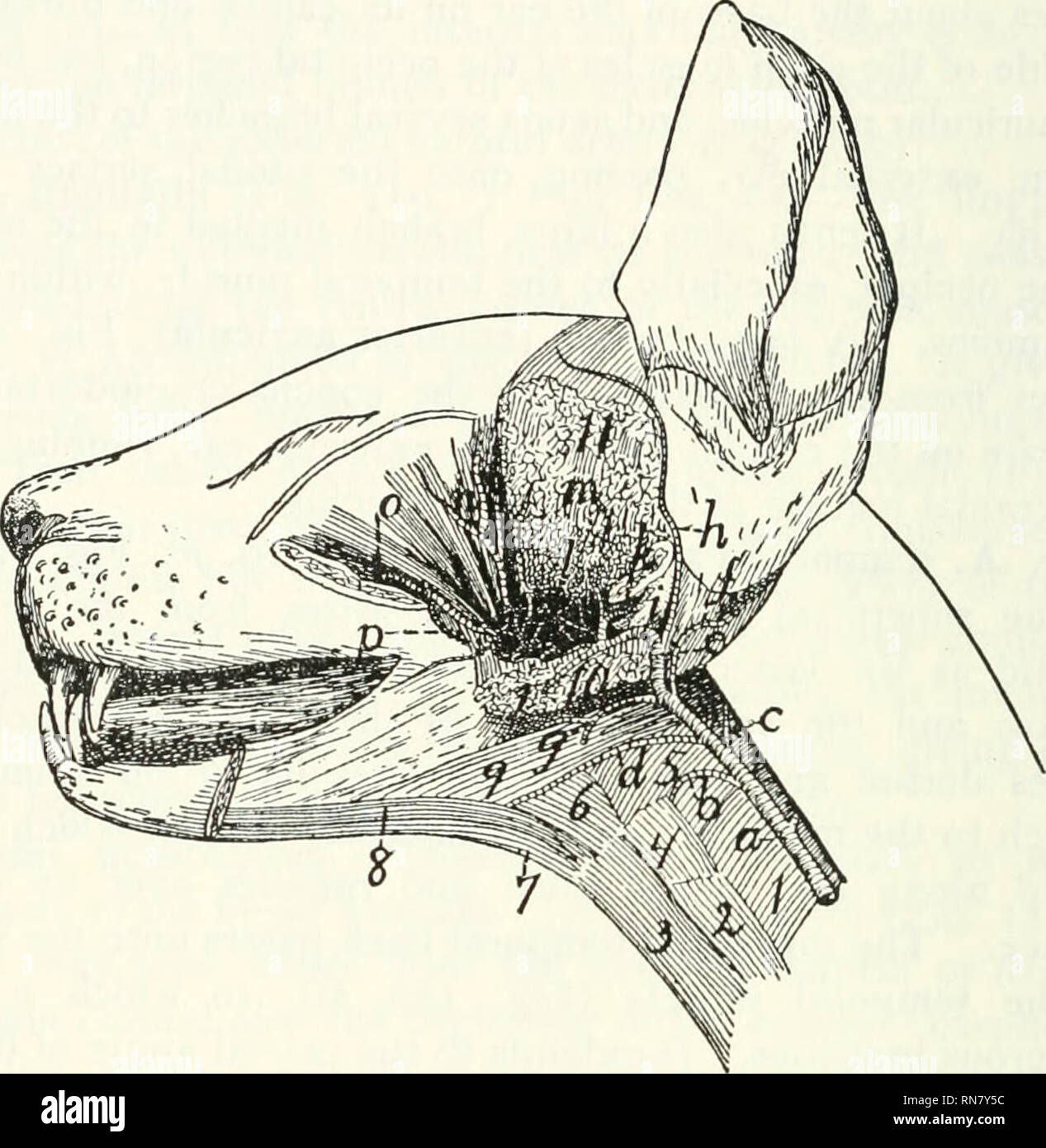 . Anatomy of the cat. Cats; Mammals. 288 THE CIRCULATORY SYSTEM ...