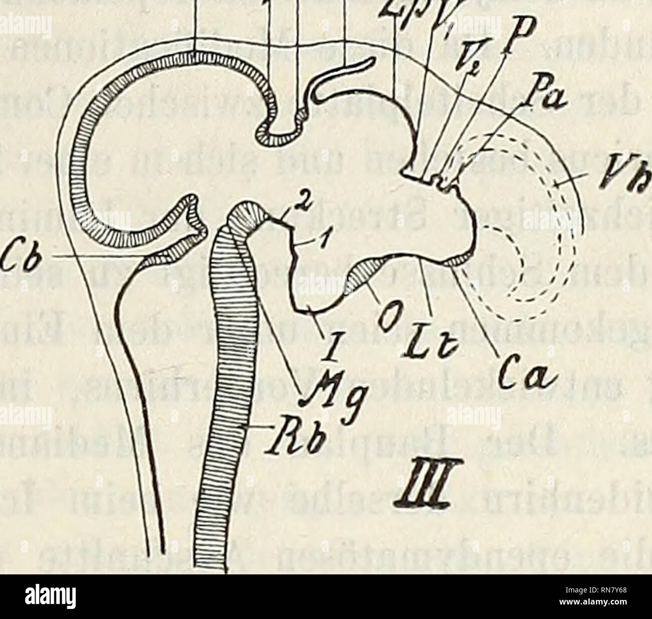 Commissura posterior hi-res stock photography and images - Alamy