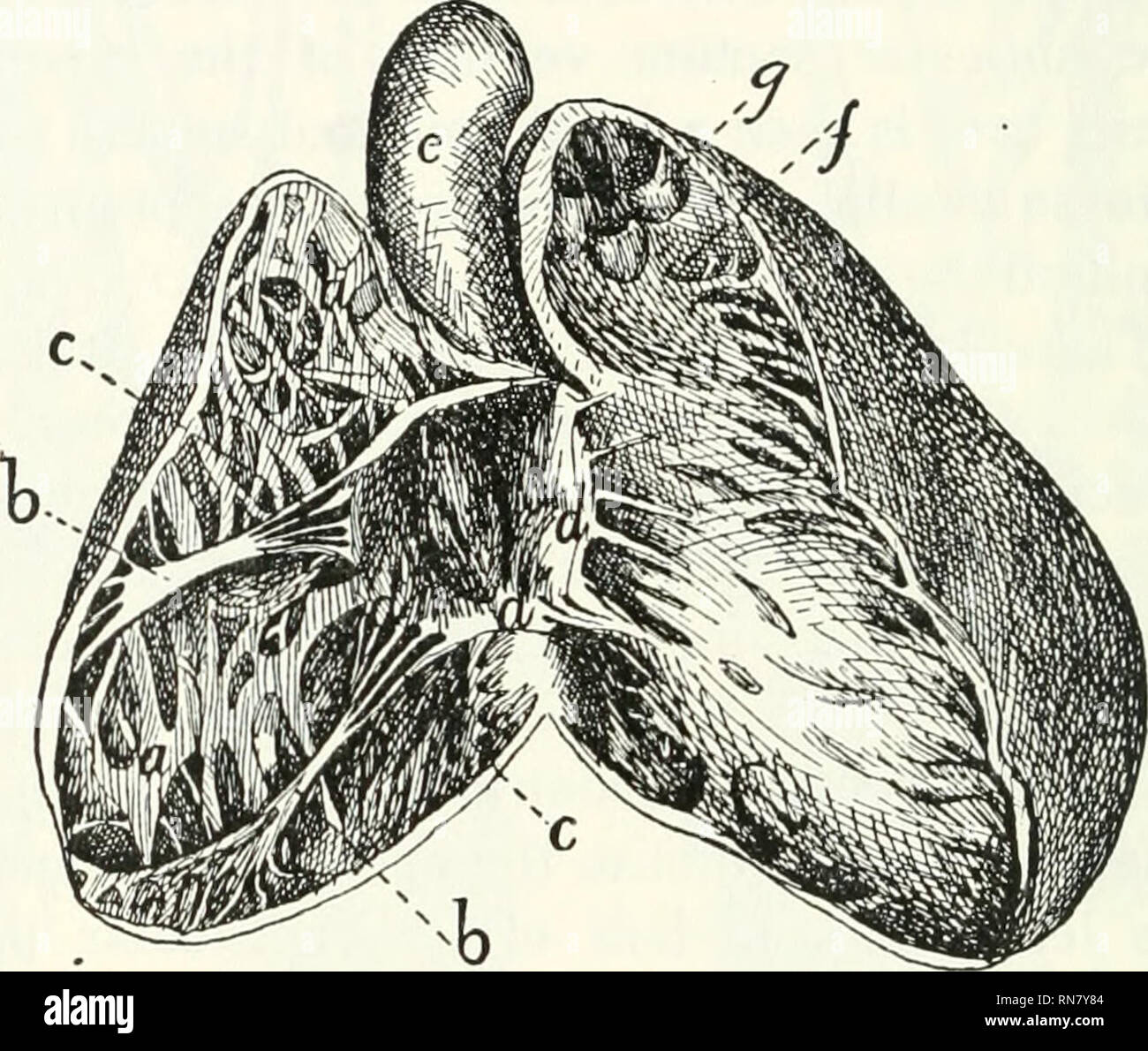 Chordae tendineae hi-res stock photography and images - Alamy
