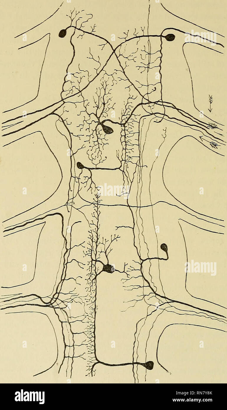 . The anatomy of the central nervous system of man and of vertebrates ...
