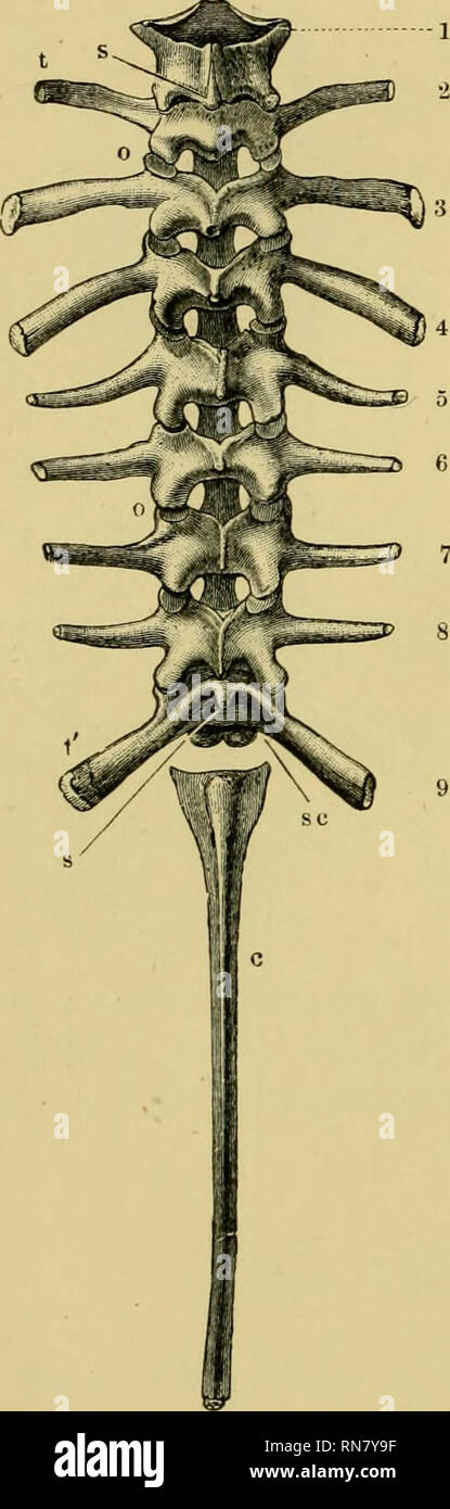 . The anatomy of the frog. Frogs -- Anatomy; Amphibians -- Anatomy. 18 ...
