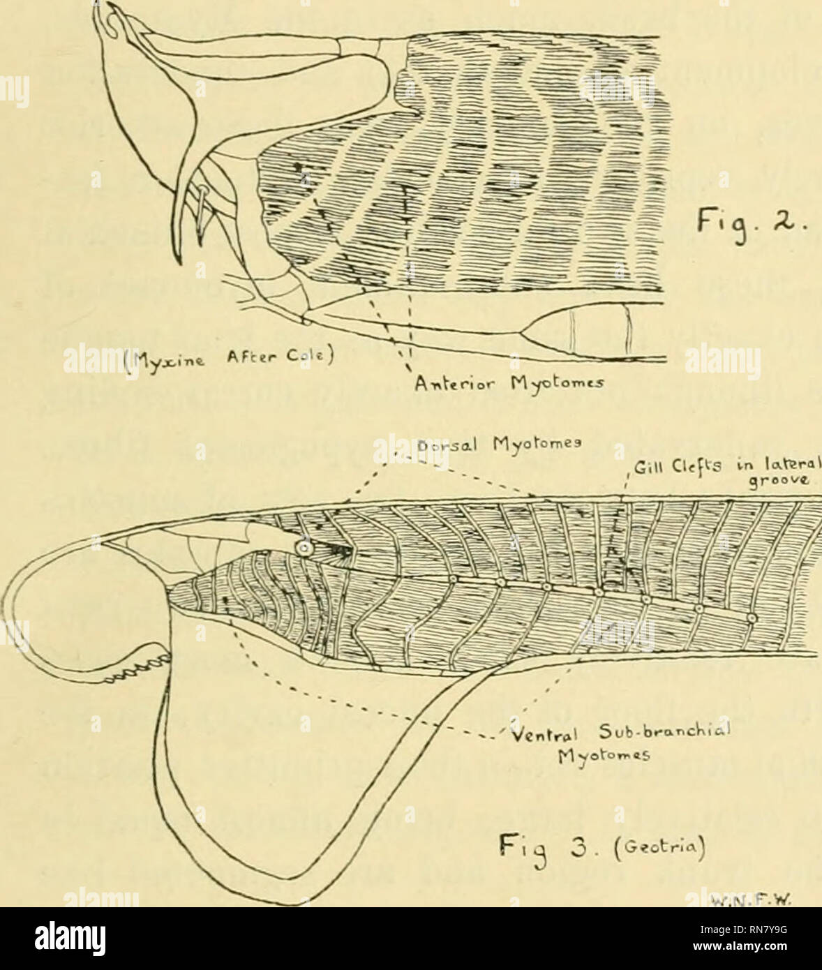 . Anatomischer Anzeiger. Anatomy, Comparative; Anatomy, Comparative ...