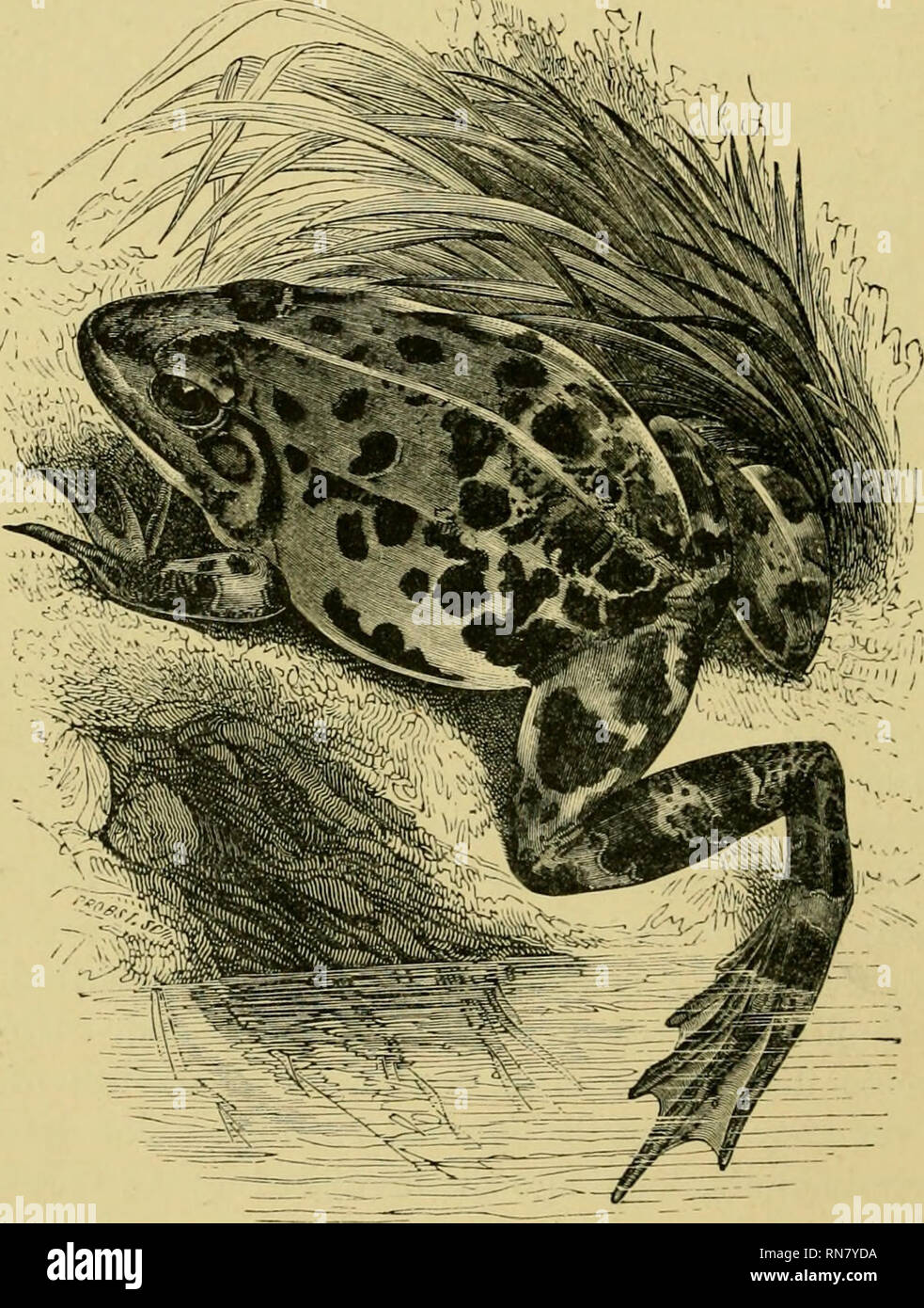 . The anatomy of the frog. Frogs -- Anatomy; Amphibians -- Anatomy ...