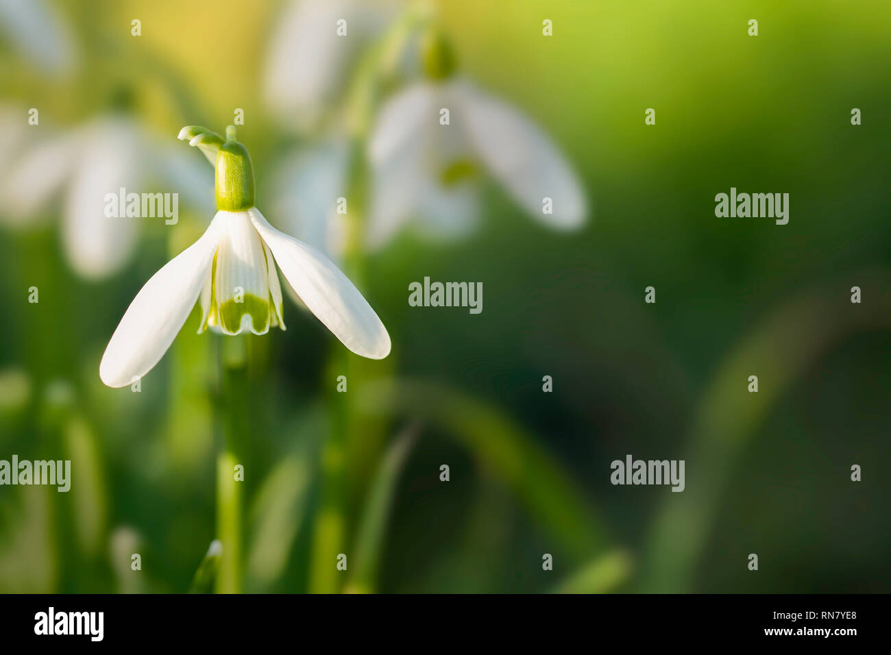 Wild snowdrop close up at eye level. Natural spring flowers with copy ...