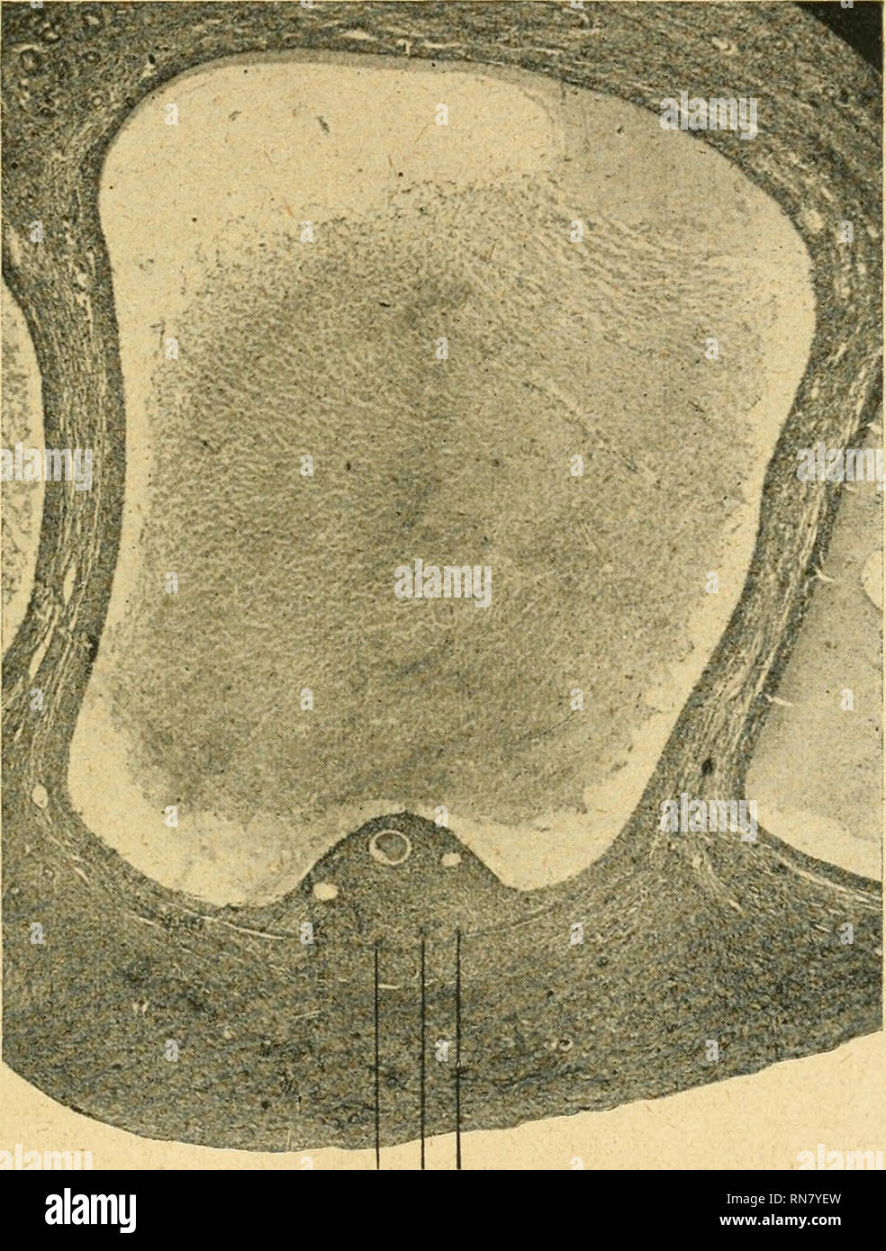 . Anatomischer Anzeiger. Anatomy, Comparative; Anatomy, Comparative ...