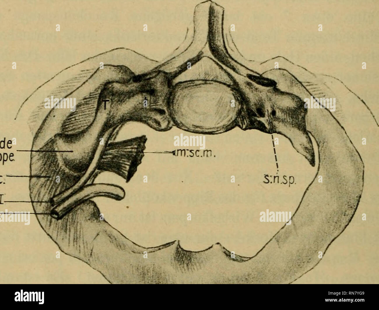 Hohe rippe hi-res stock photography and images - Alamy