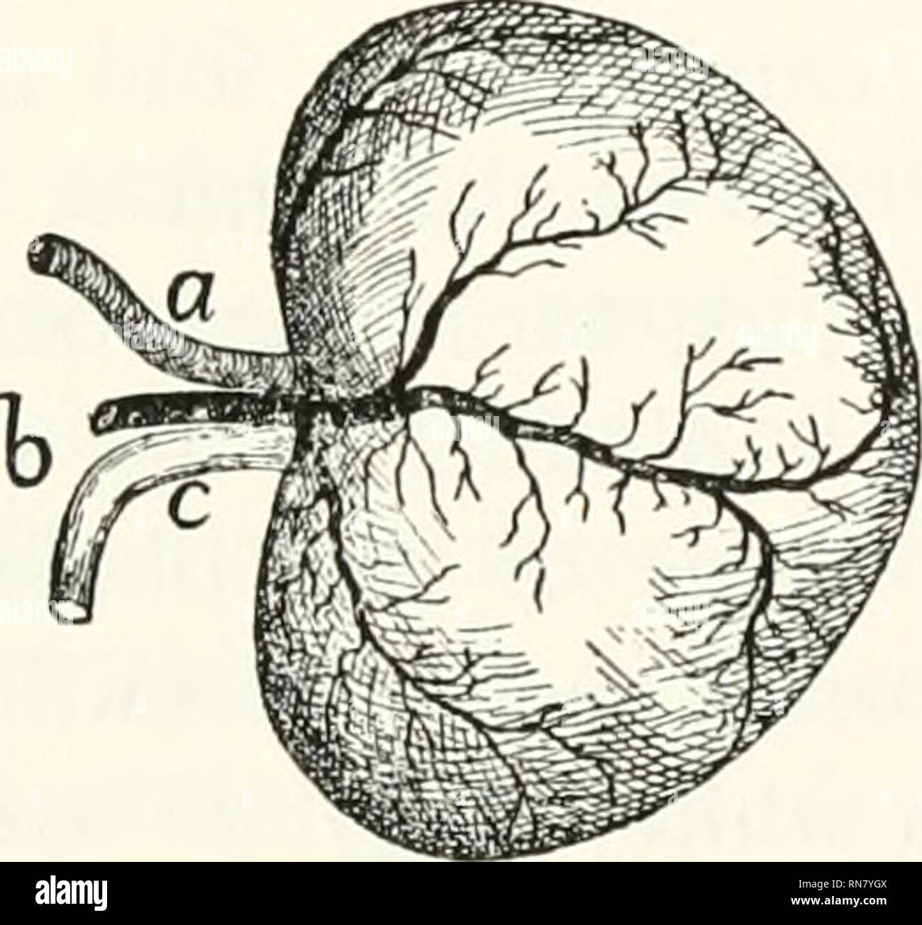 . Anatomy of the cat. Cats; Mammals. THE UROGENITAL SYSTEM. 255 IV. THE ...