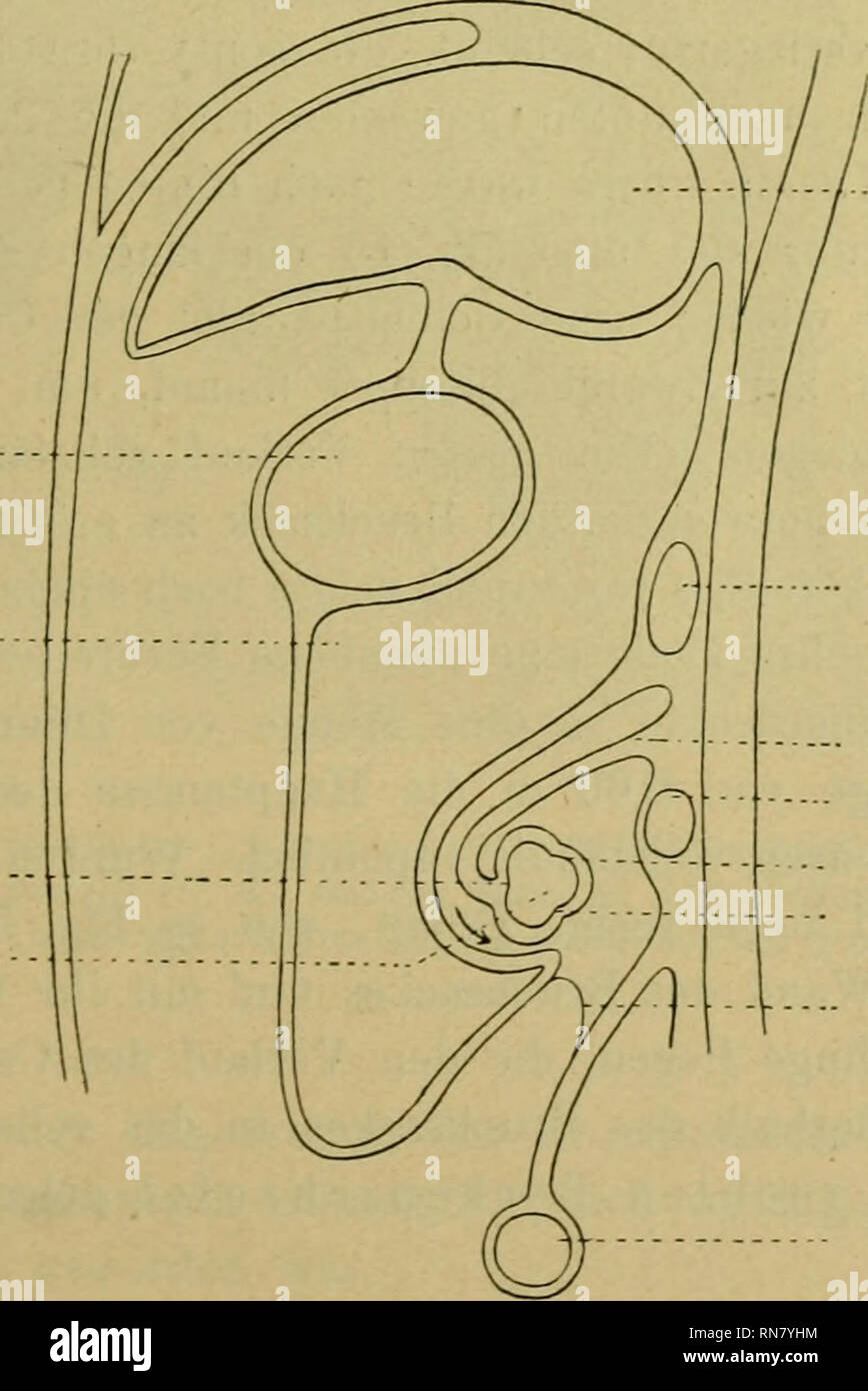Pankreas hi-res stock photography and images - Alamy