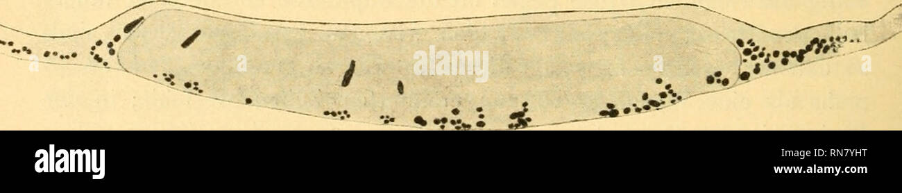 Talgdrusen hi-res stock photography and images - Alamy