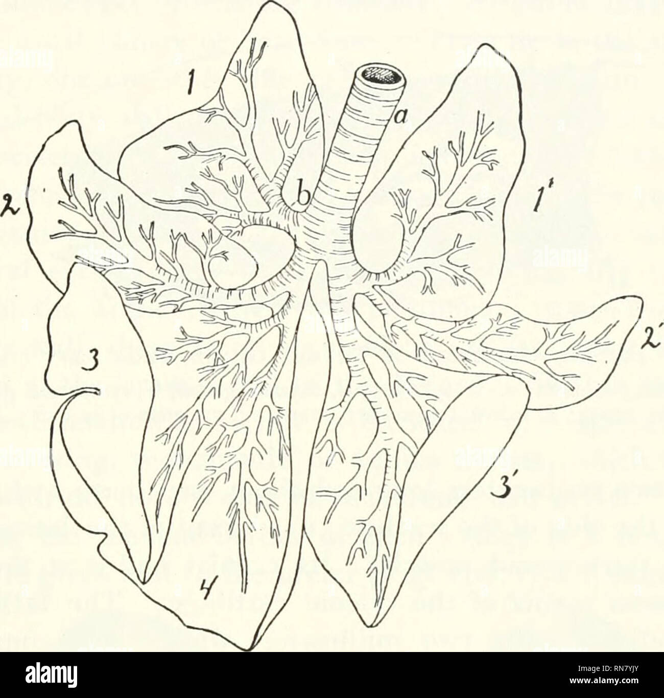 Cat Respiratory System Bronchi