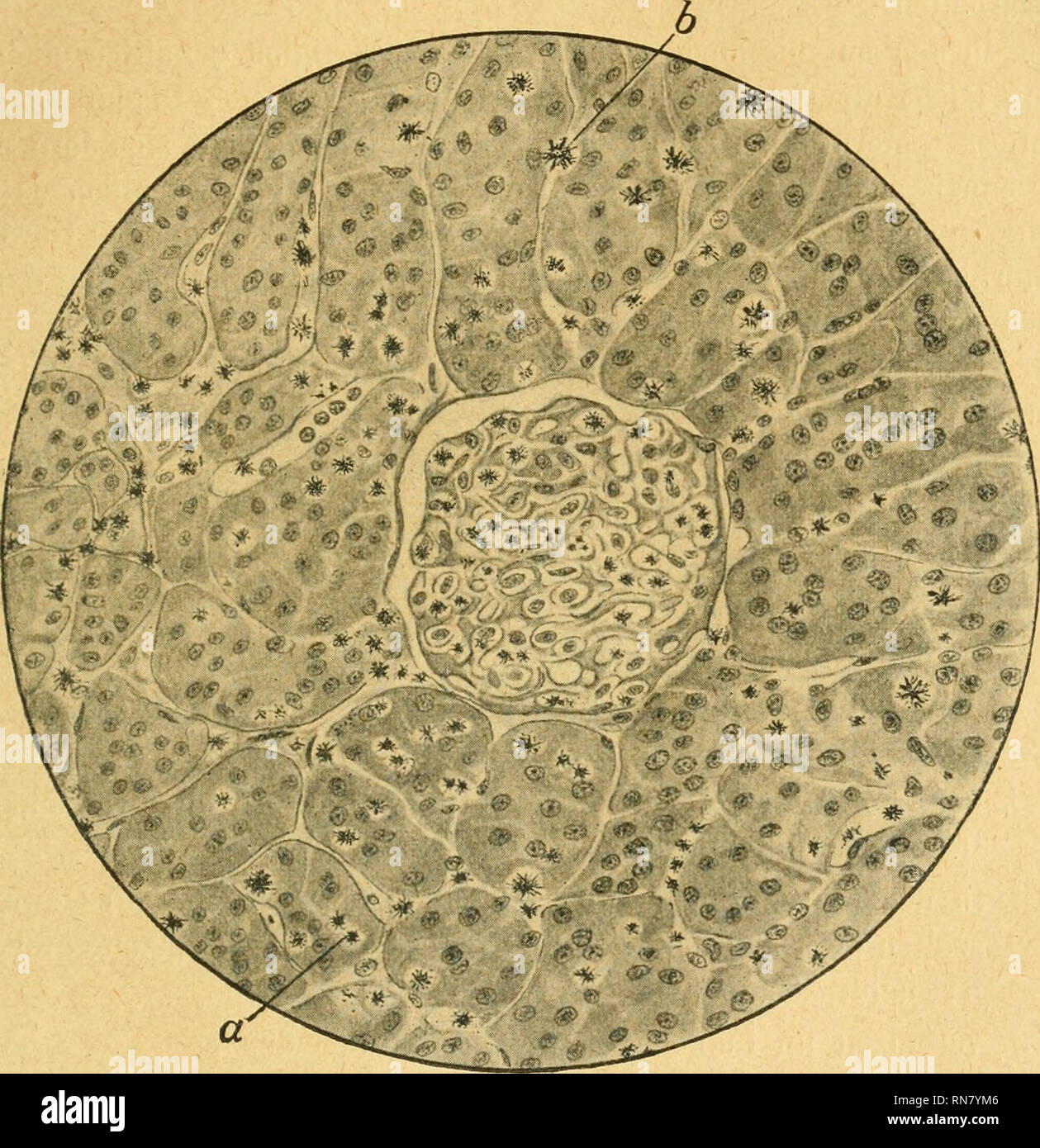 Xanthydrol hi-res stock photography and images - Alamy