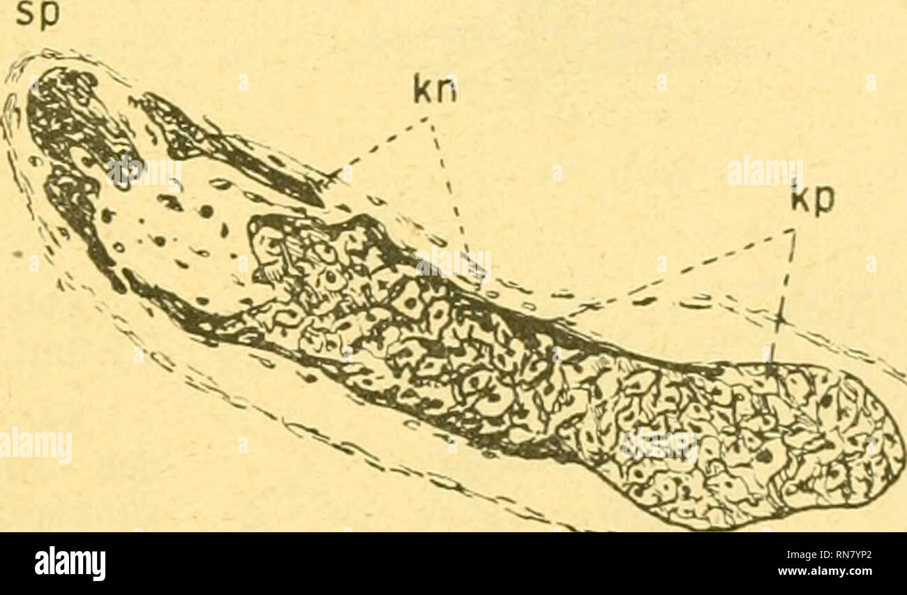 . Anatomischer Anzeiger. Anatomy, Comparative; Anatomy, Comparative ...