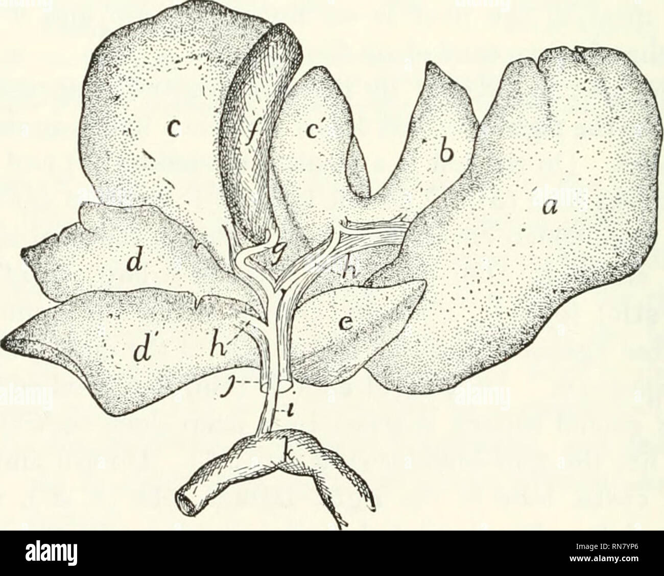 . Anatomy of the cat. Cats; Mammals. Fig. 100. —LiviiK, Ckaniai ...