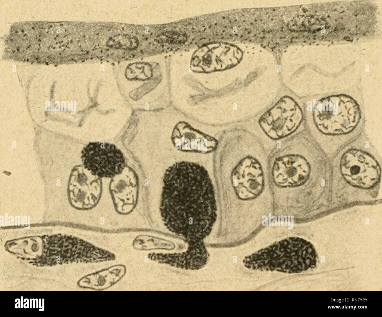 . Anatomischer Anzeiger. Anatomy, Comparative; Anatomy, Comparative ...