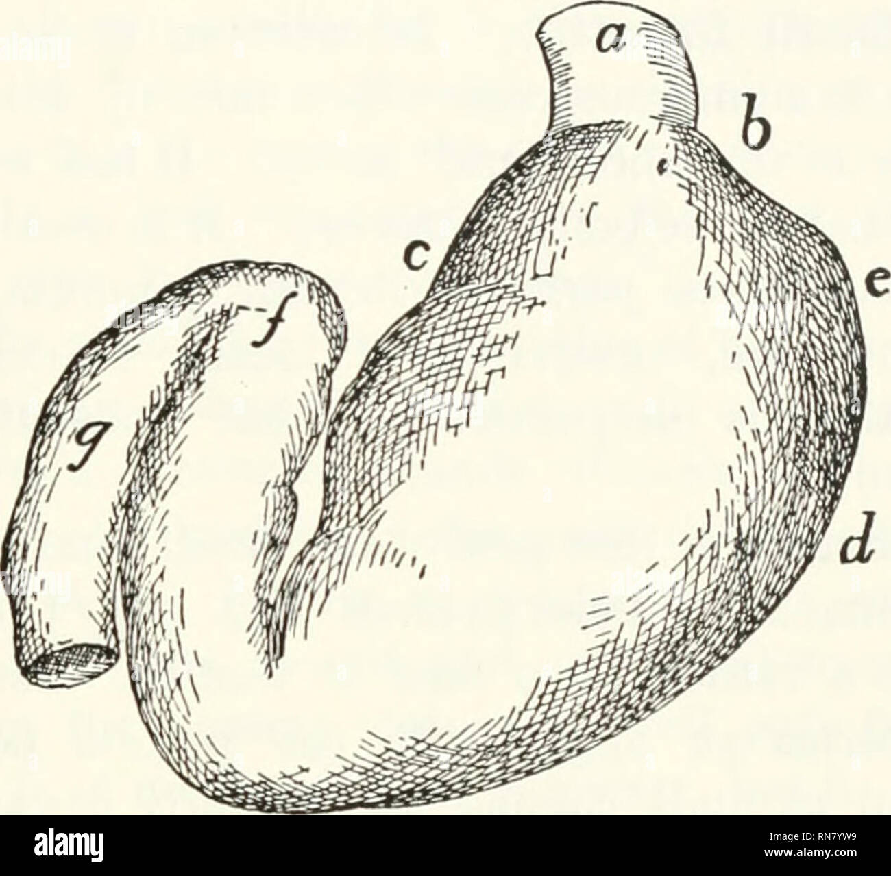 Cardiac Sphincter Cat